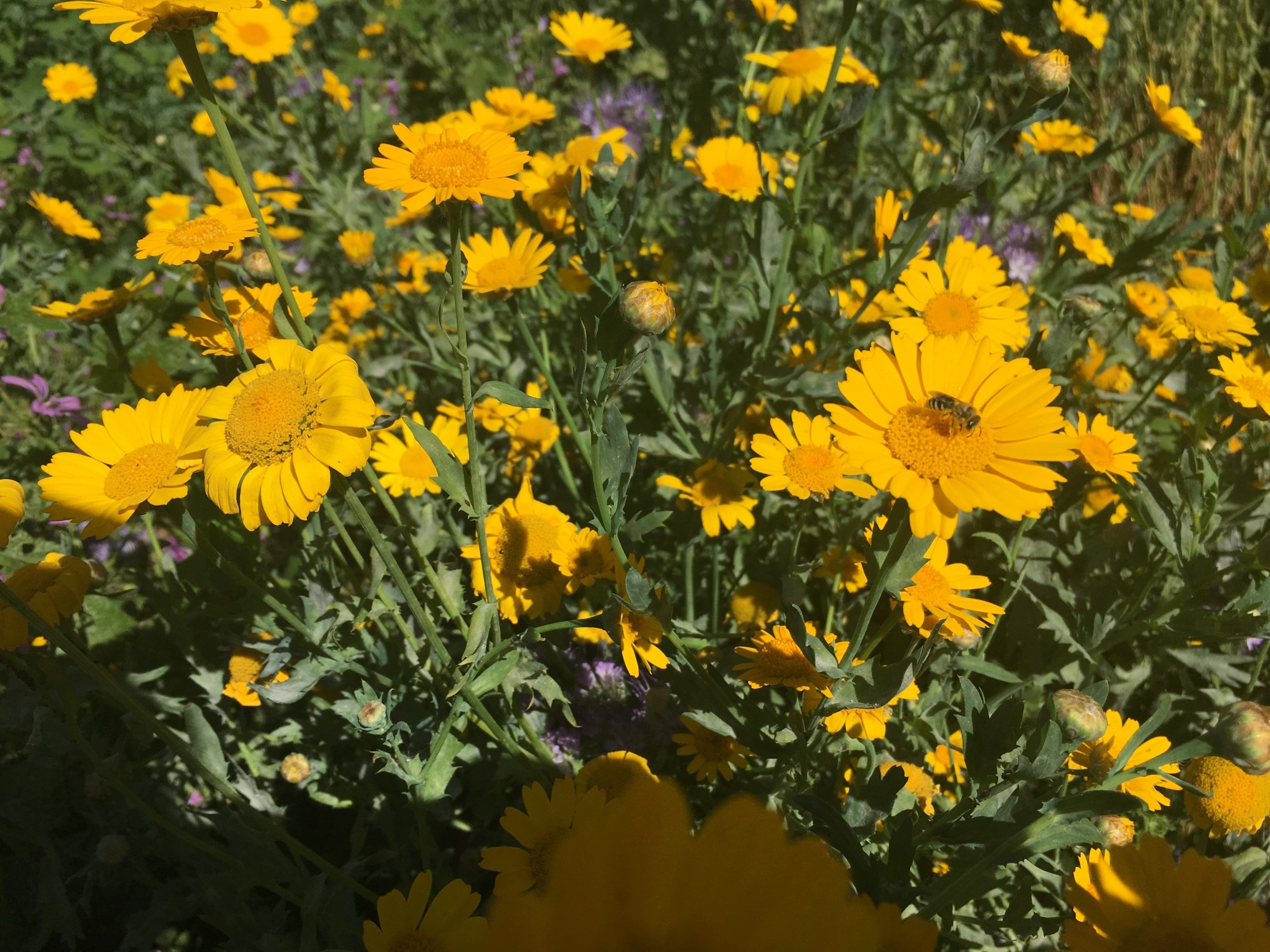 The Thames walk perfect for summer Sundays – Emirore